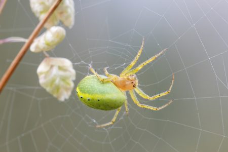 Araneidae - Lynkos