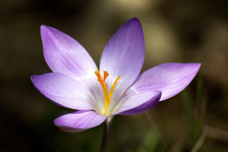 Iridaceae - Lynkos